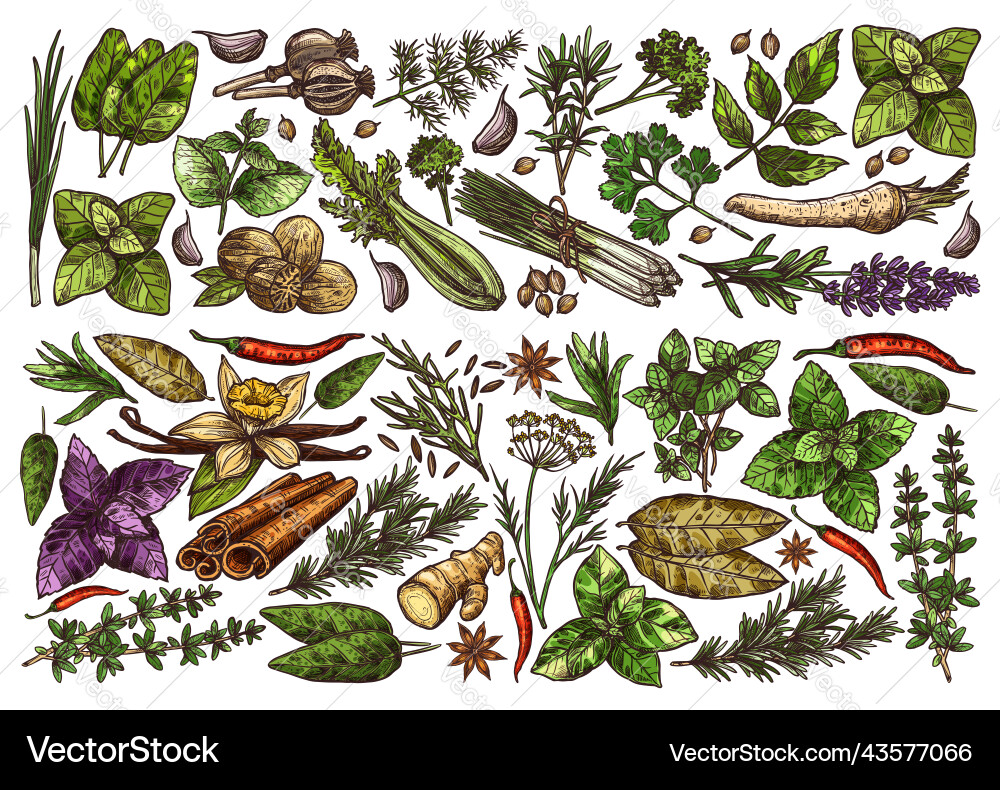 Spices herbs and seasonings sketch Royalty Free Vector Image