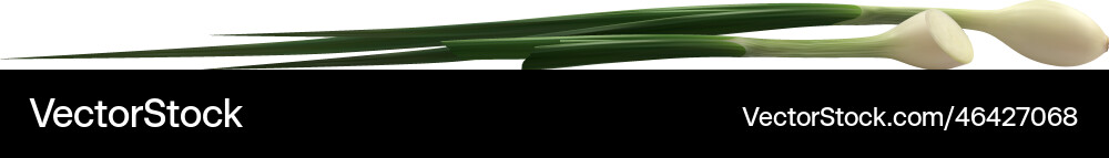 Realistic green onion Royalty Free Vector Image