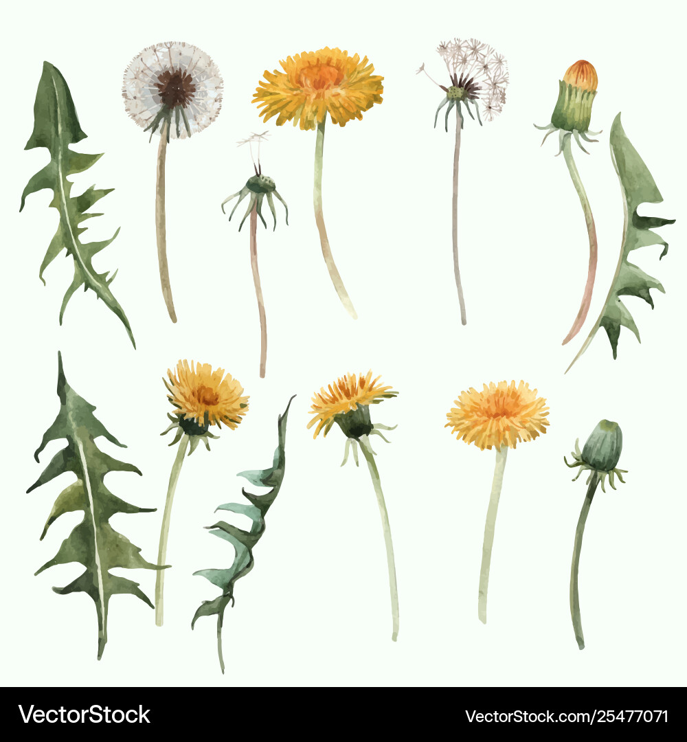 Watercolor dandelion blowball Royalty Free Vector Image