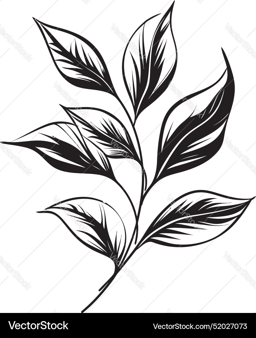 Sketchy foliage leaf graphic design artistic Vector Image