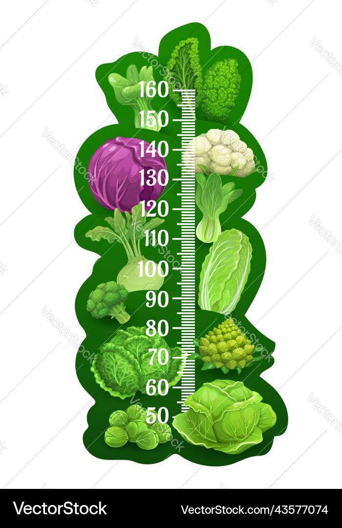 Farm cabbage salad kids height chart growth meter Vector Image
