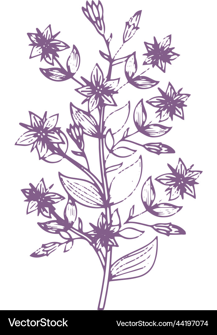 Hand drawn plant blooming herb botanical drawing Vector Image