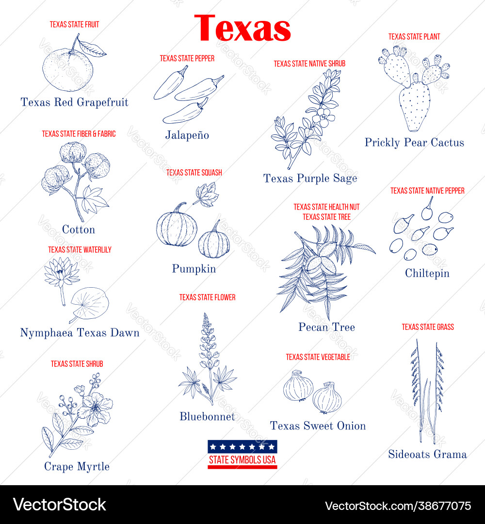 Texas set usa official state symbols Royalty Free Vector
