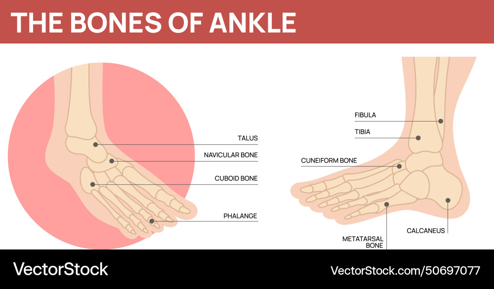 Foot bones scheme human ankle anatomy body part Vector Image