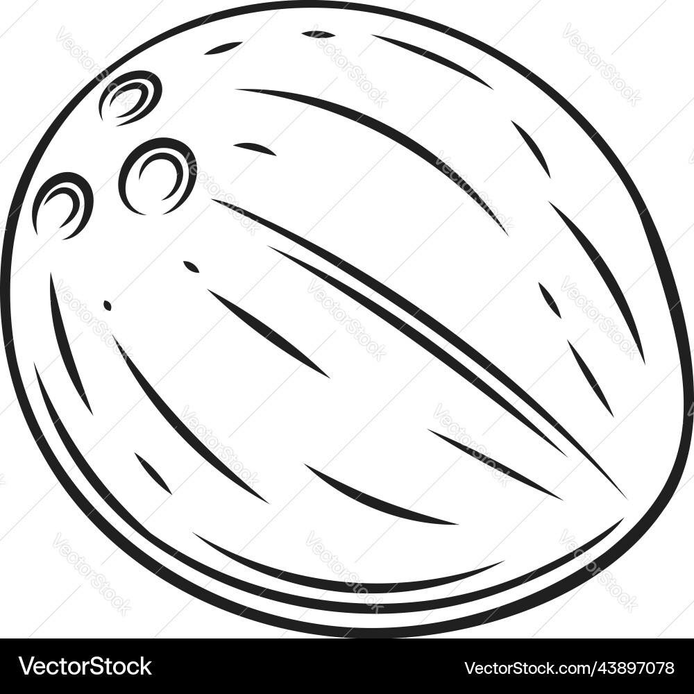 Whole coconut Royalty Free Vector Image - VectorStock