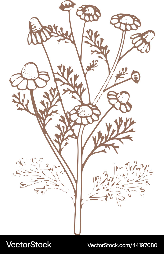Chamomile botanical drawing medical herb natural Vector Image