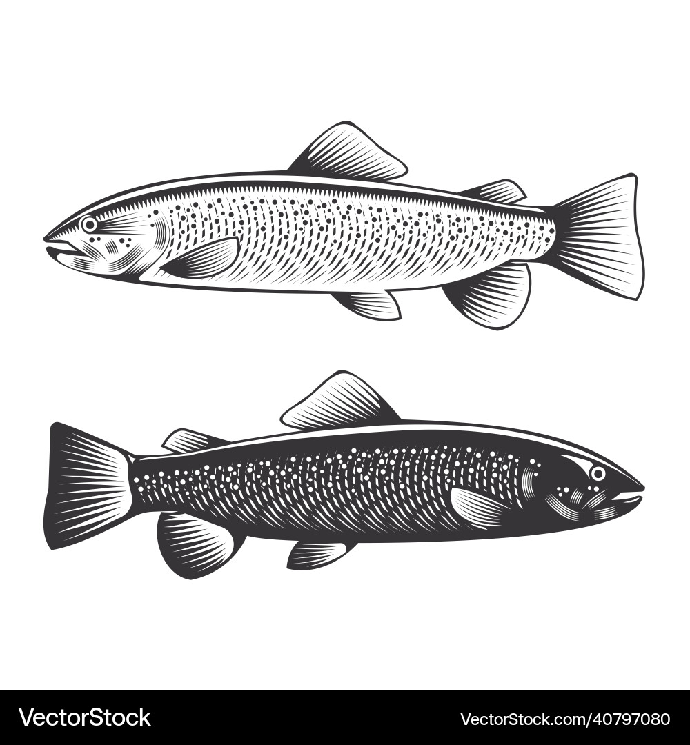 Trout fish vintage drawing doodle line art Vector Image