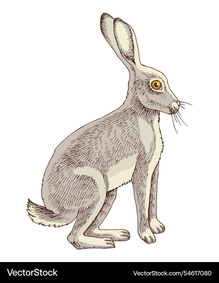 Wild hare hand drawn Royalty Free Vector Image