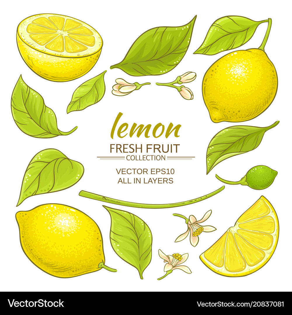 Lemon elements set Royalty Free Vector Image - VectorStock