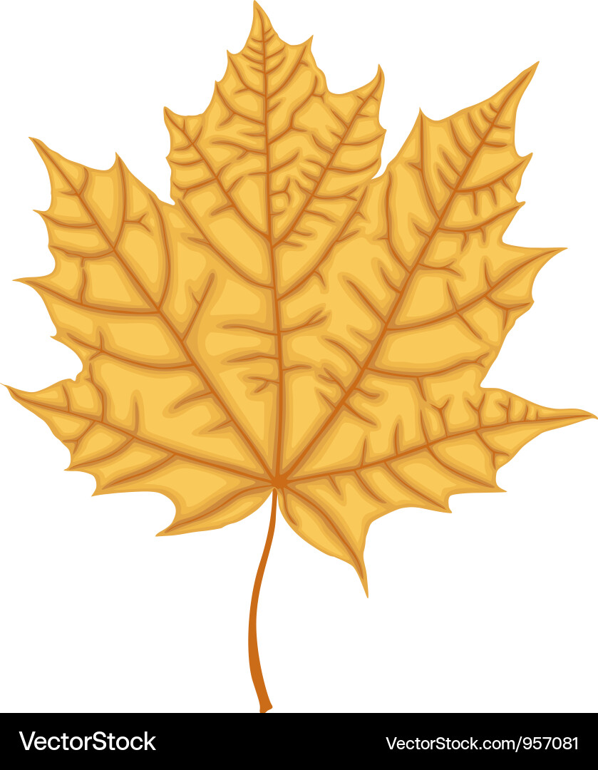 Maple leaf Royalty Free Vector Image - VectorStock