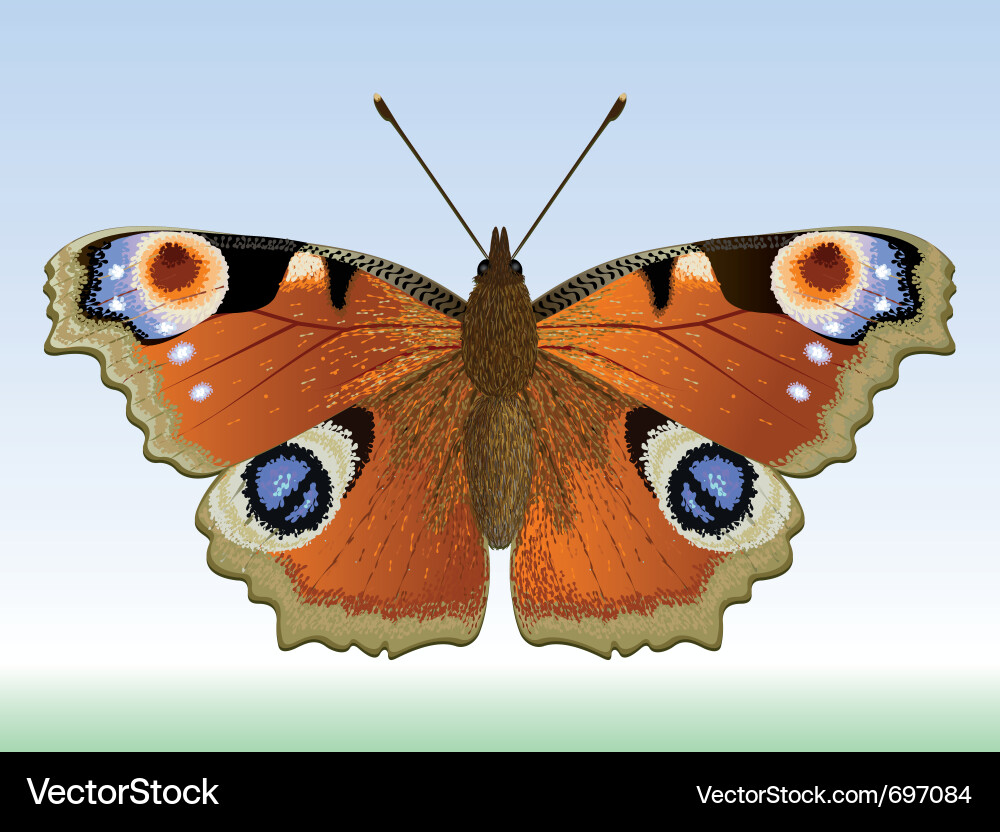 Butterfly Royalty Free Vector Image - VectorStock