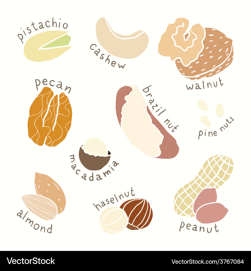 Different nuts set Royalty Free Vector Image - VectorStock