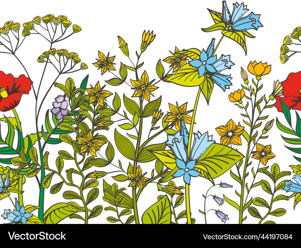 Growing herbs meadow plants color botanical Vector Image
