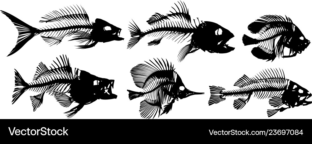 Set of skeleton fish Royalty Free Vector Image
