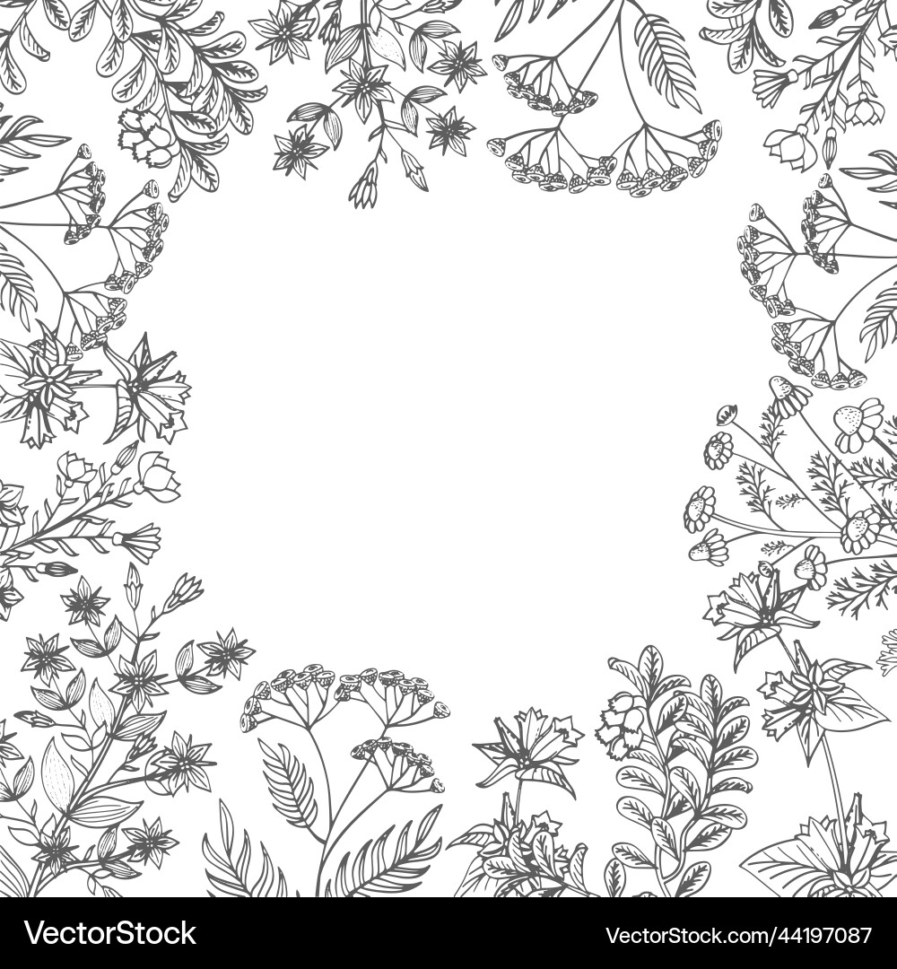Botanical frame herbal border plants black Vector Image