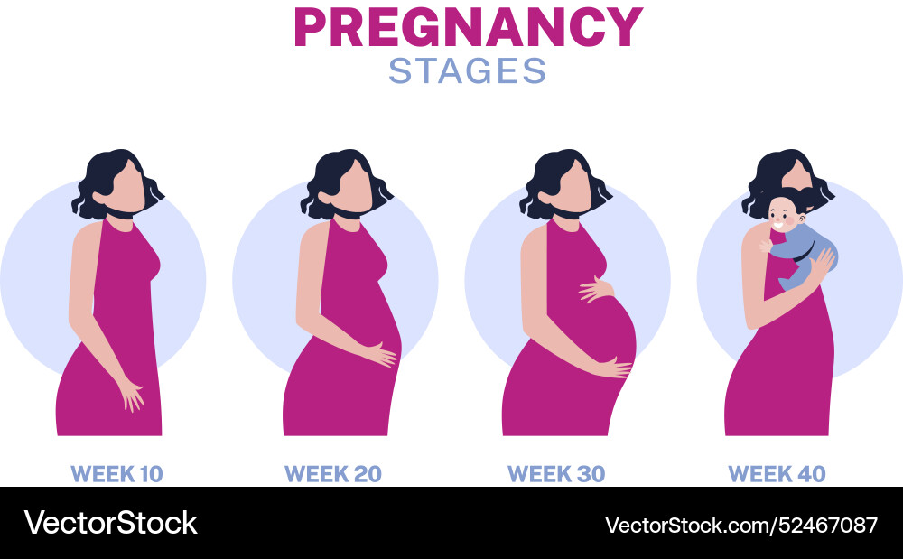 Pregnancy Stages Concept Royalty Free Vector Image