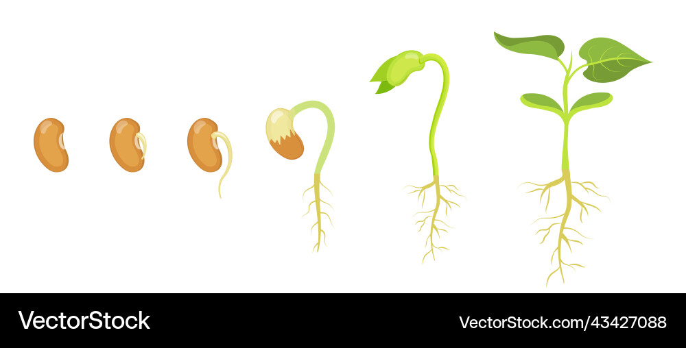 Stages Of Germination Of A Bean Seed