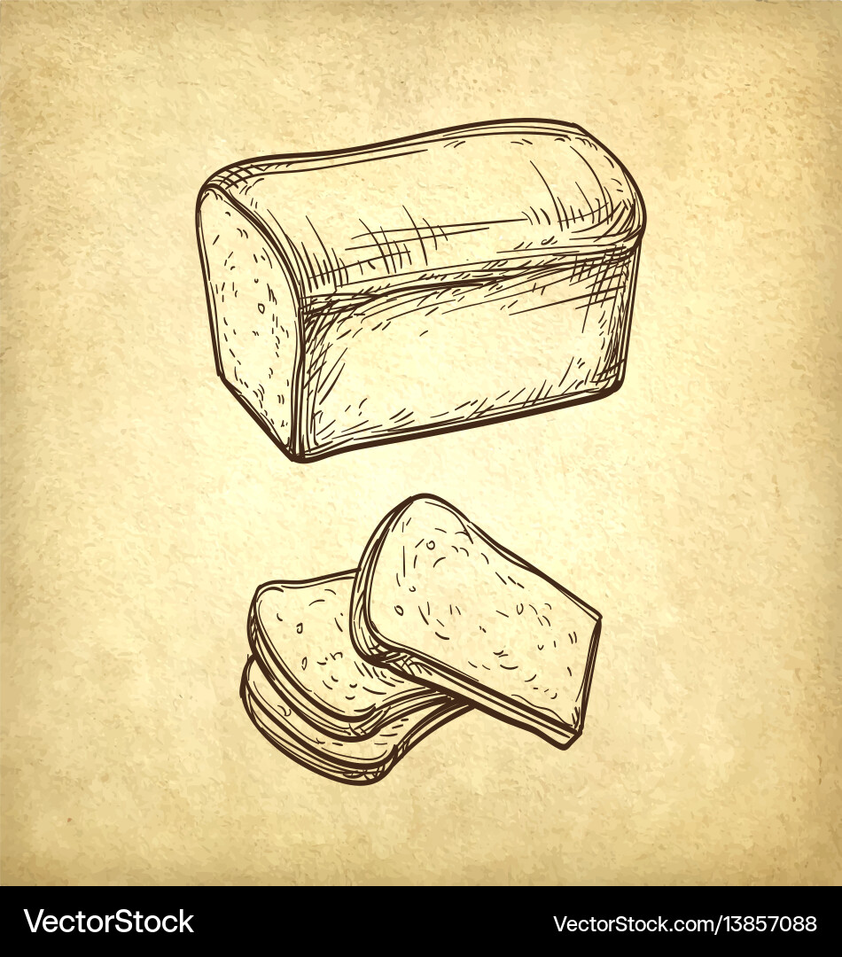 Fresh toast bread Royalty Free Vector Image - VectorStock