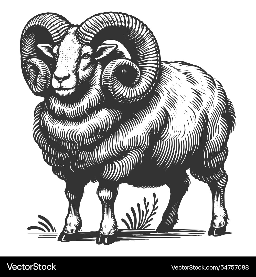 Majestic ram with curled horns engraving Vector Image