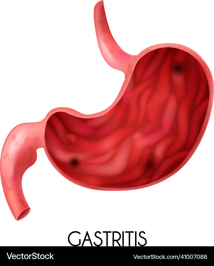 Realistic stomach Royalty Free Vector Image - VectorStock