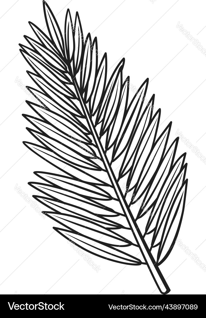 Coconut palm leaf Royalty Free Vector Image - VectorStock Coconut palm leaf Royalty Free Vector Image - VectorStock
