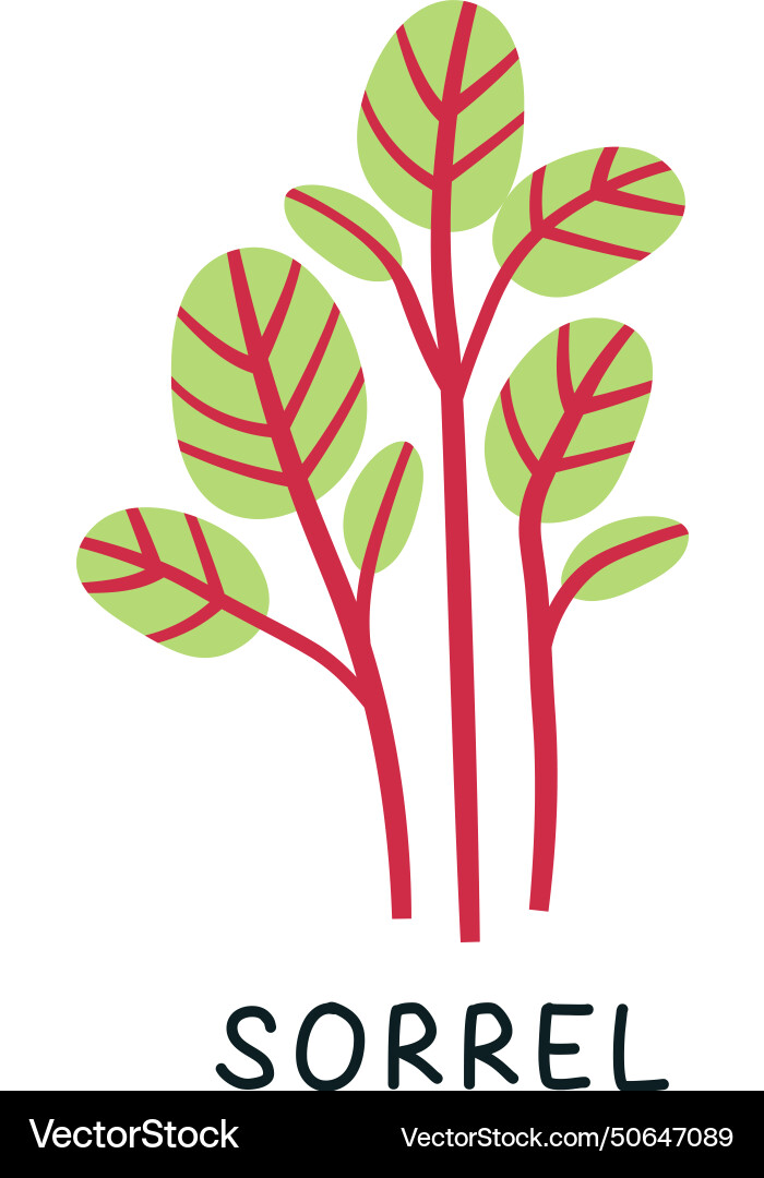 Sorrel sprouts microgreen Royalty Free Vector Image