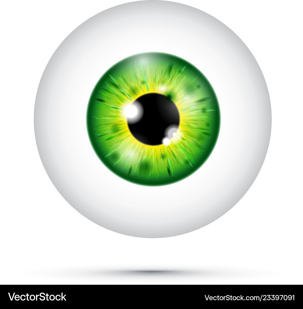 Realistic eyeball Royalty Free Vector Image - VectorStock