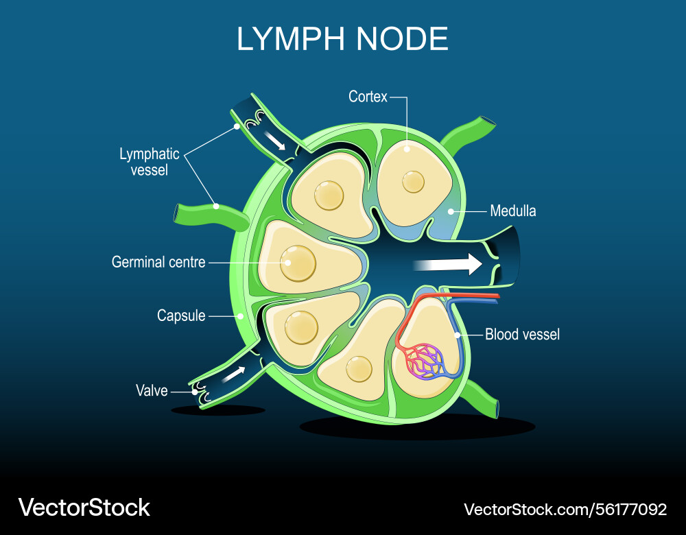 Lymph node anatomy Royalty Free Vector Image - VectorStock