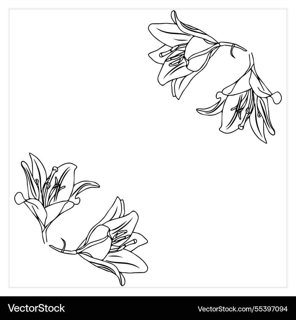 Frame with lilies in doodle style element Vector Image