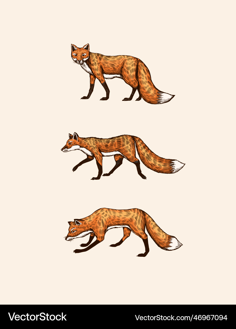 Wildrot Fuchs Set Wald Ingwer Tier fliegen Vektorbild