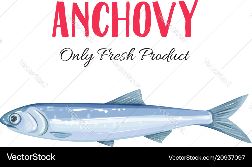 Shiny Anchovy Fish Royalty Free Vector Image - VectorStock