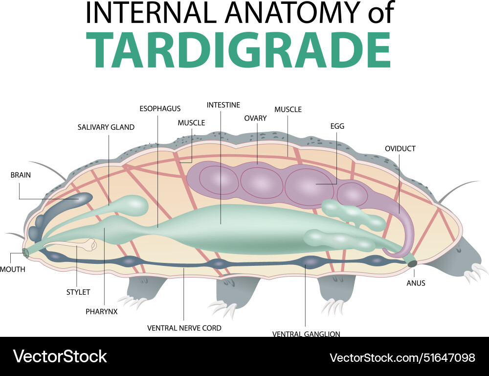 Internal anatomy of tardigrade Royalty Free Vector Image