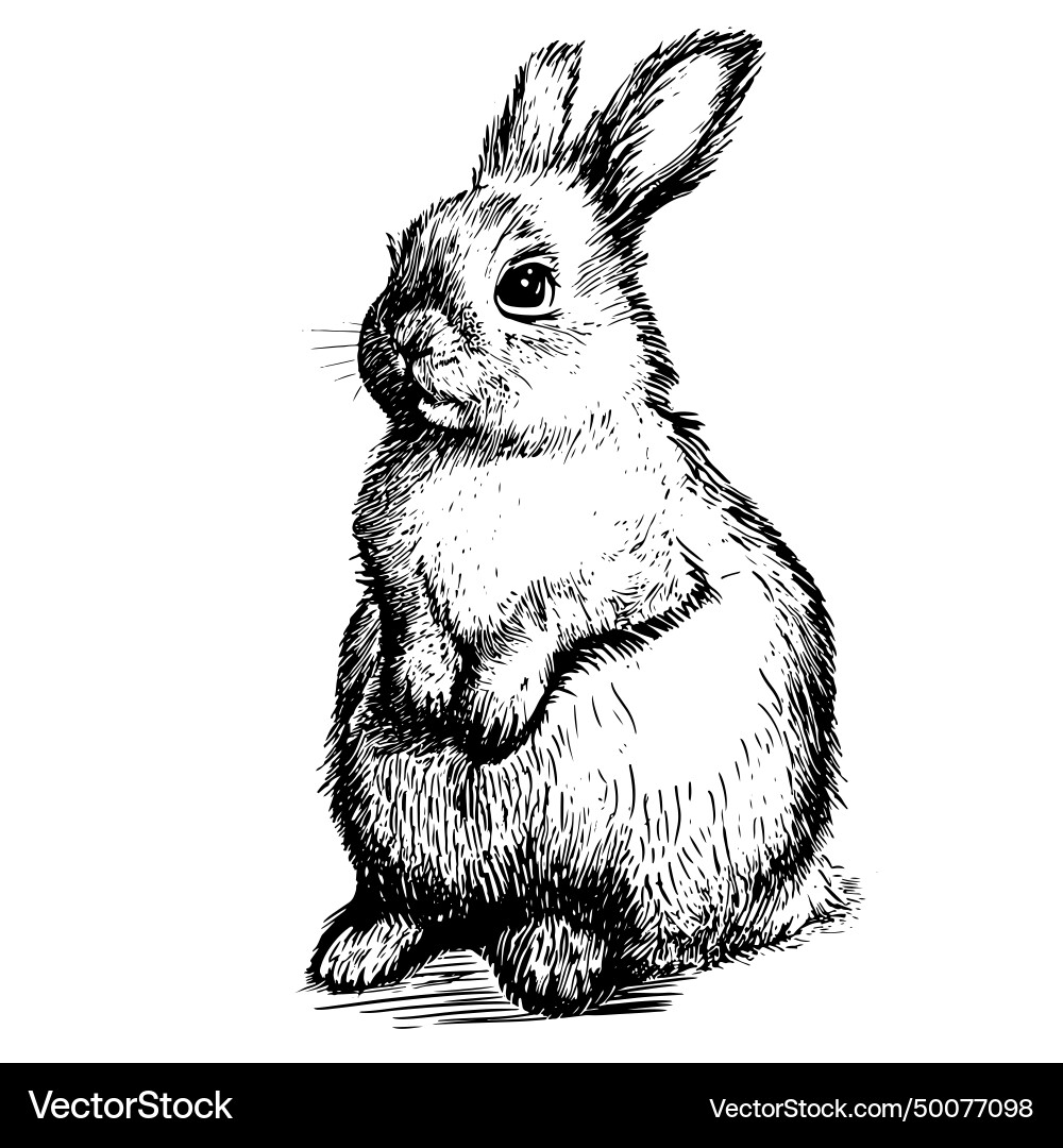 Rabbit standing sketch engraving Royalty Free Vector Image