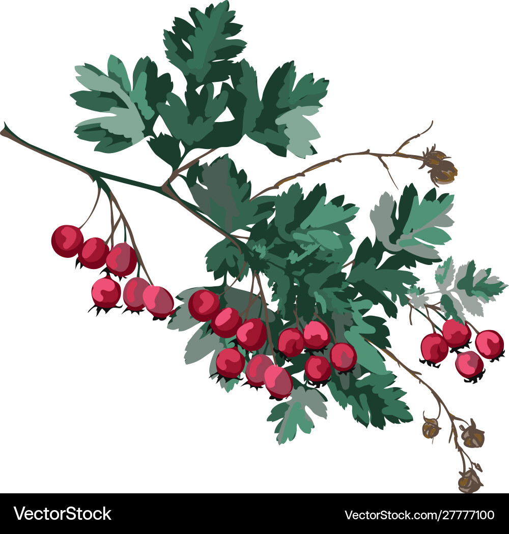 Hawthorn branch Royalty Free Vector Image - VectorStock