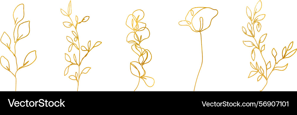 Gold floral line art set - elegant botanical Vector Image