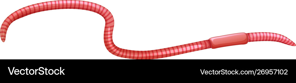 Earthworm on white background Royalty Free Vector Image