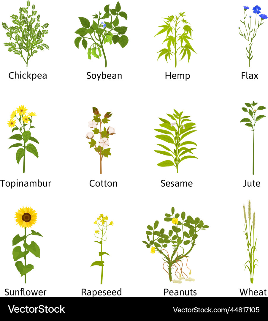 Tecnhical flowers plants set Royalty Free Vector Image