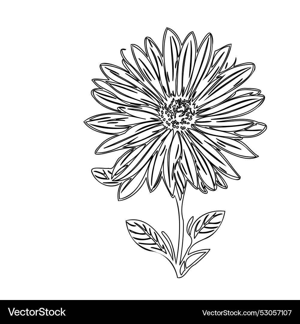 Aster flower plant sketch outline Royalty Free Vector Image