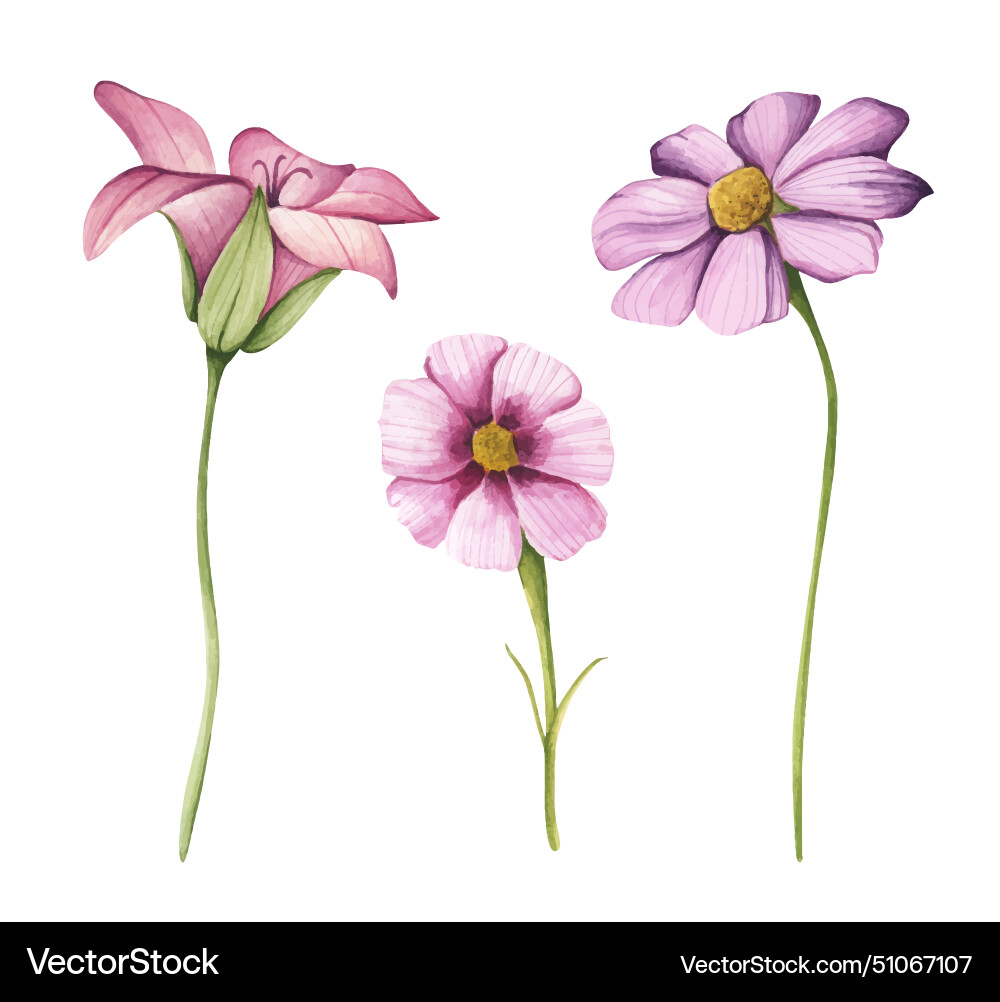 Watercolor wildflower collection botanical spring Vector Image