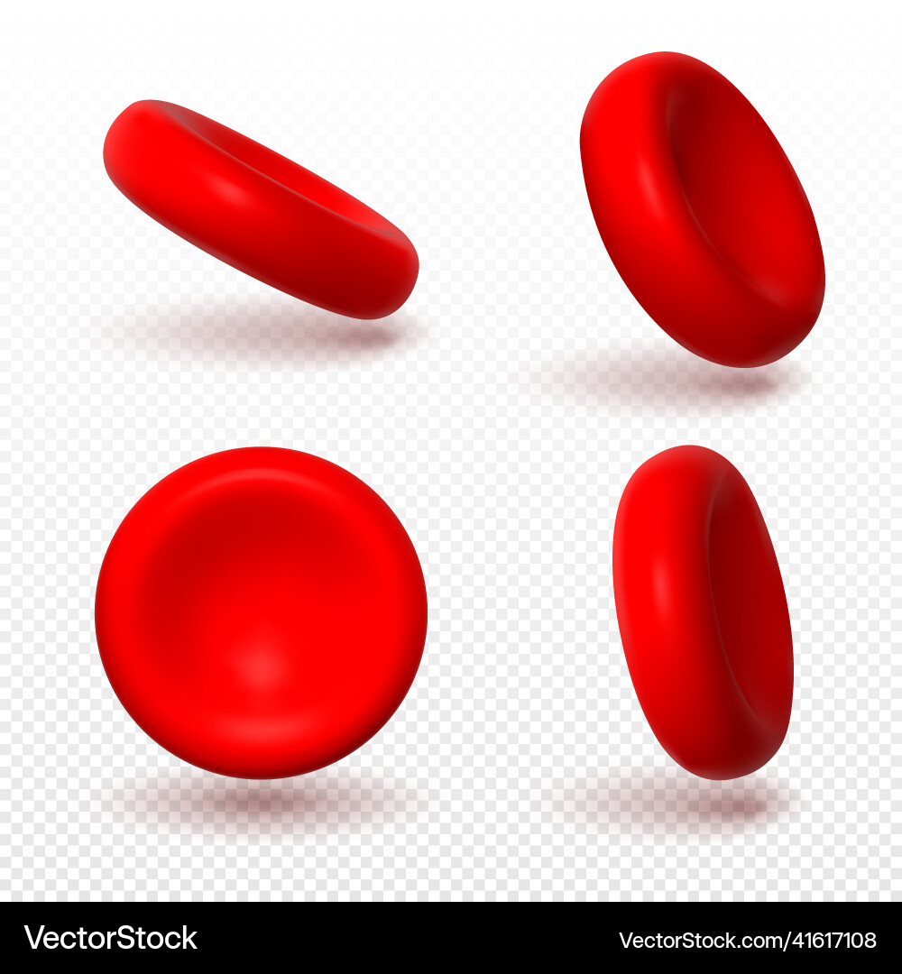 Red blood cells or erythrocytes Royalty Free Vector Image