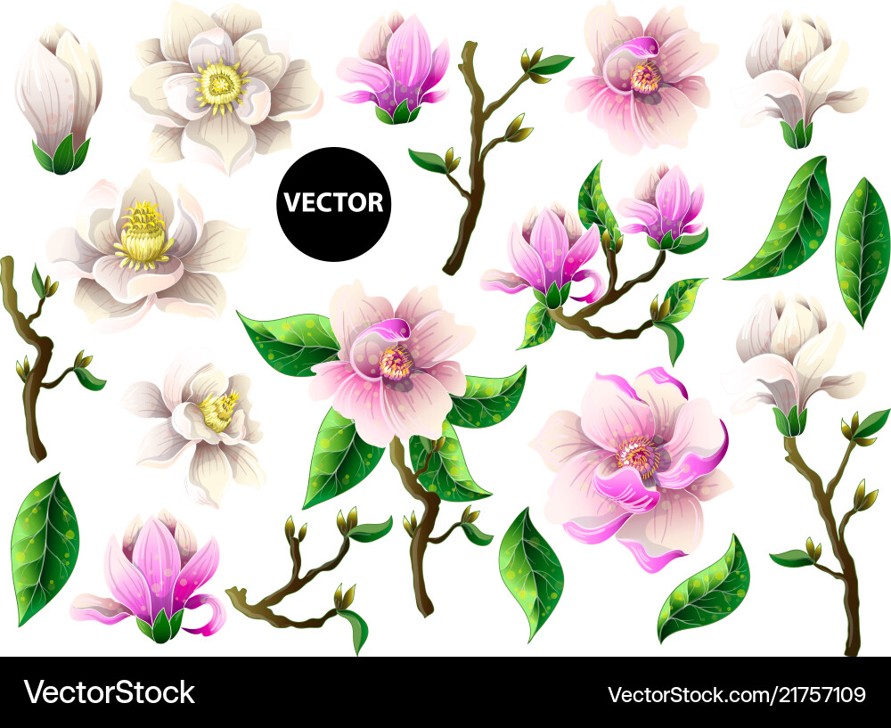 Magnolia Blossom Set - White & Pink Royalty Free Vector