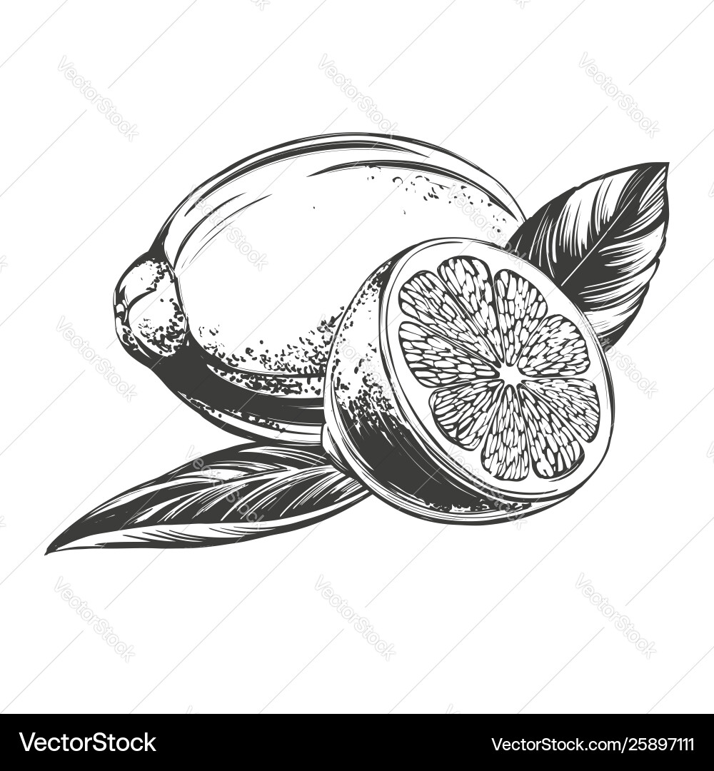 Fruit lemon citrus with leaves isolated on white Vector Image