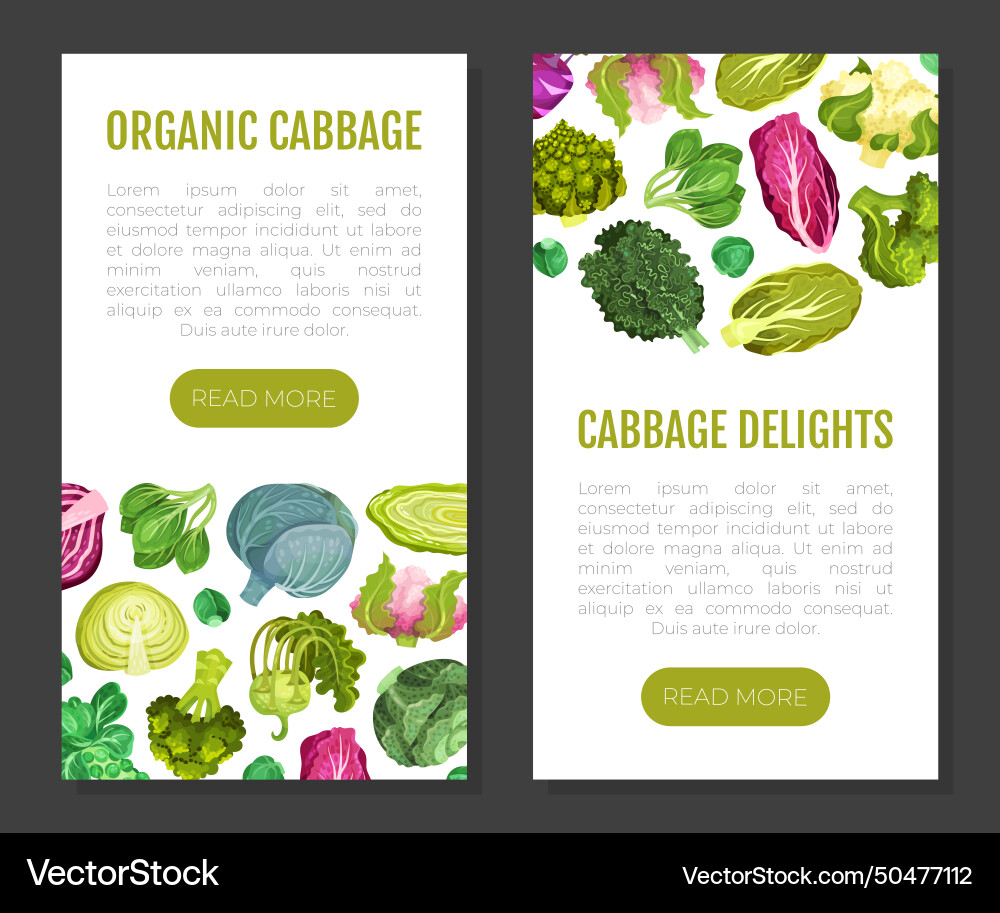Cabbage vegetable banner design with crop Vector Image