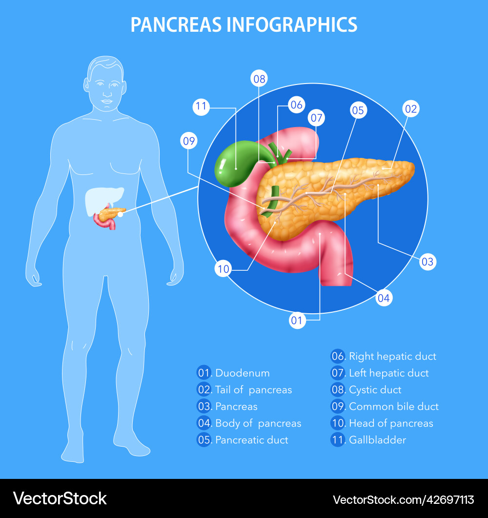 Realistic pancreas anatomy infographics Royalty Free Vector