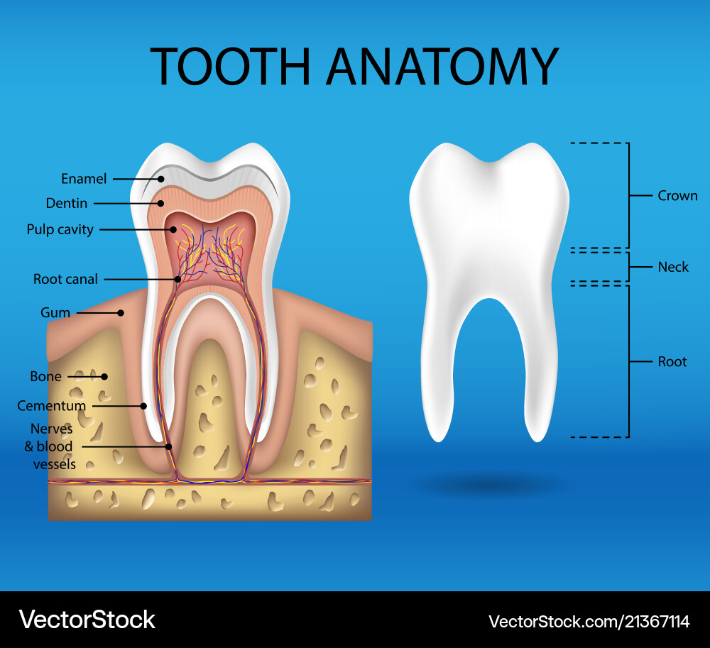 Tooth anatomy infographics realistic white Vector Image