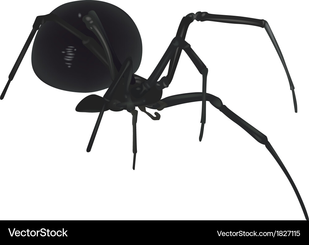 Black Widow Spider - Cutout Royalty Free Vector Image