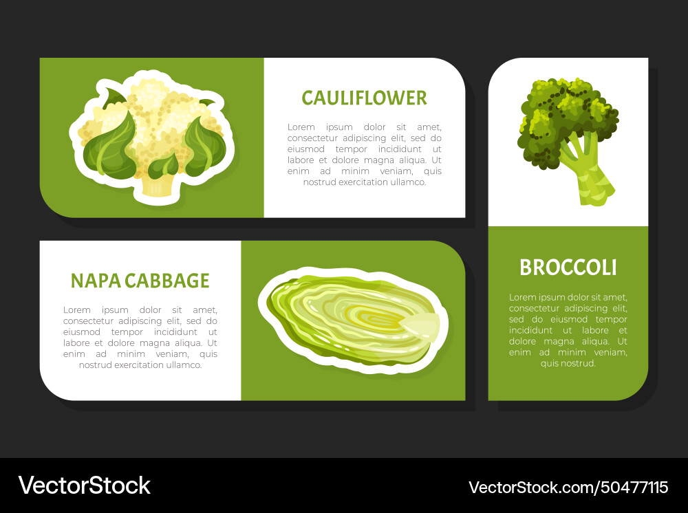 Cabbage vegetable label design with crop Vector Image
