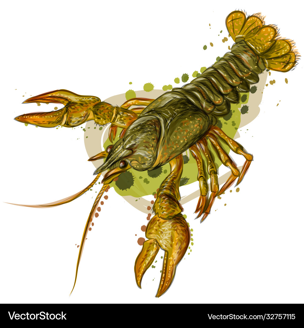 Crayfish color realistic image a river crab Vector Image