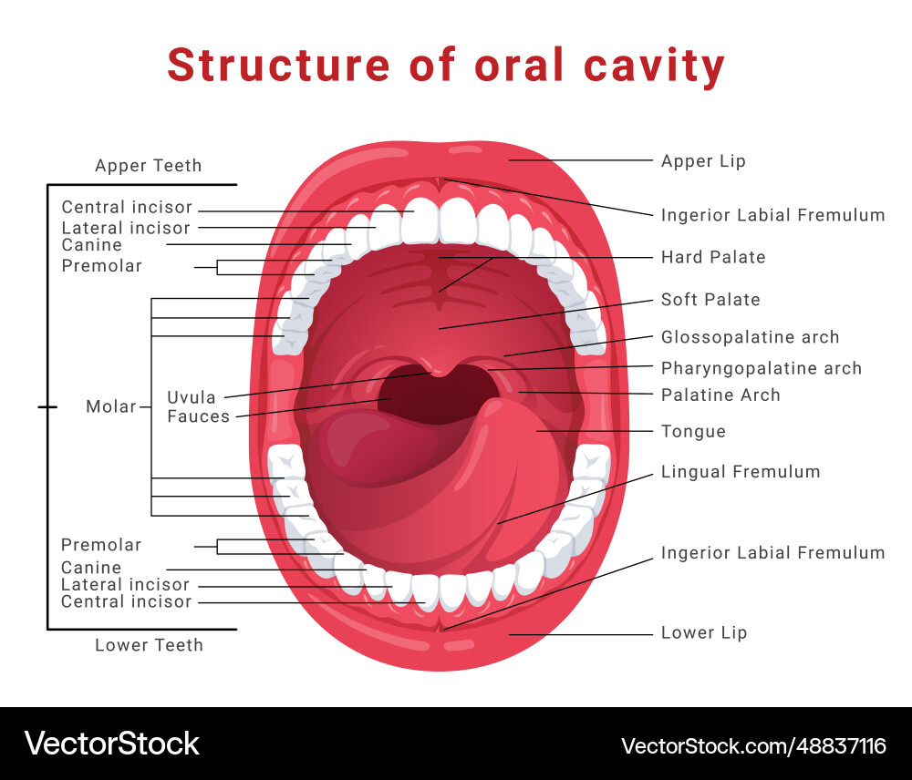 Oral Cavity Structure Definition at William Fellows blog
