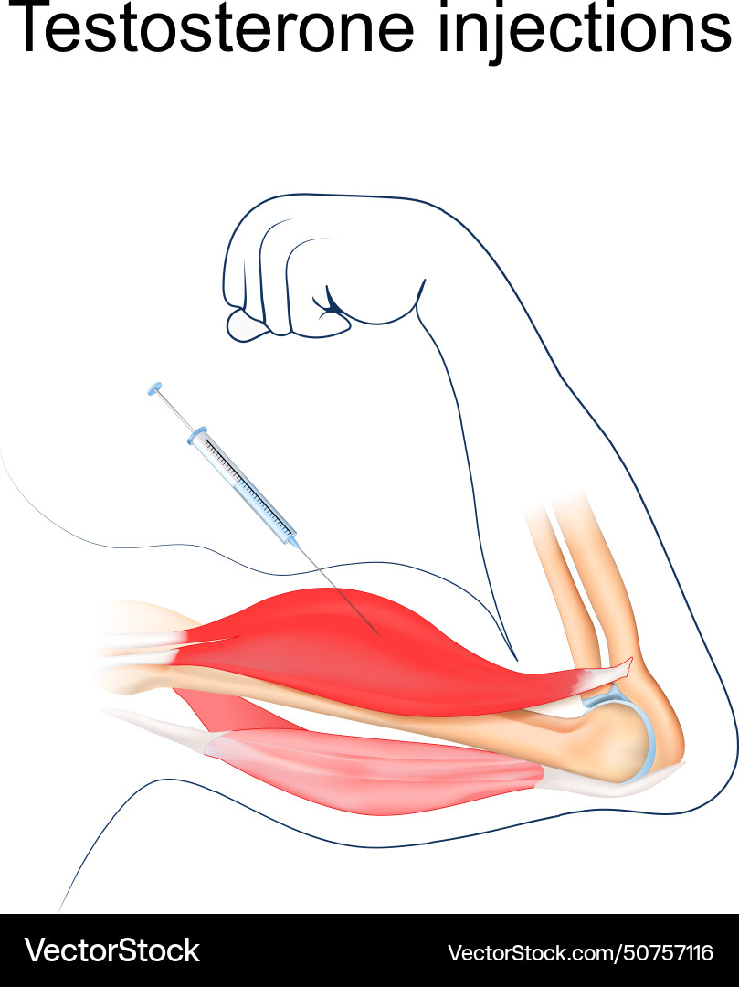 Testosterone injection anabolic steroids Vector Image